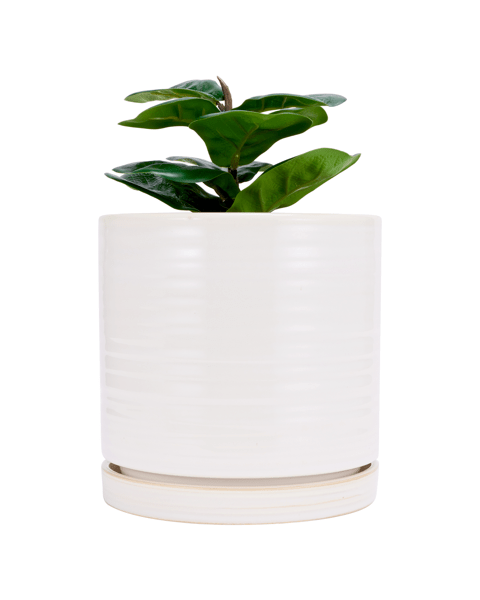 Anko Milk Look Glaze Ceramic Pot | Target Australia