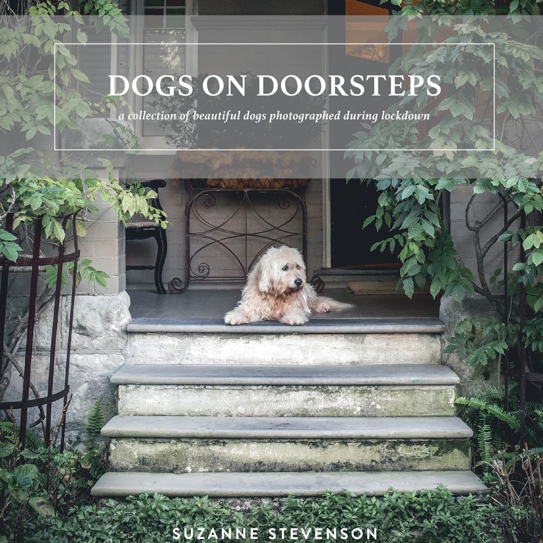 Dogs On Doorsteps - Suzanne Stevenson | Target Australia